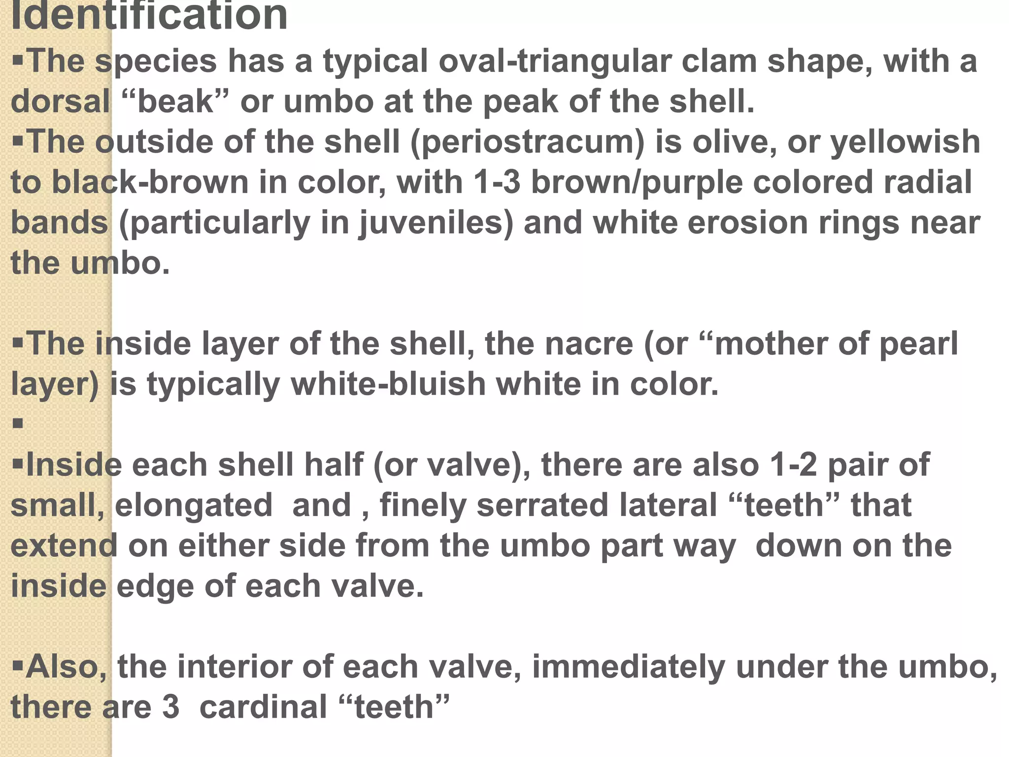 Asian clam breeding | PPTX | Zoos & Aquariums | Attractions