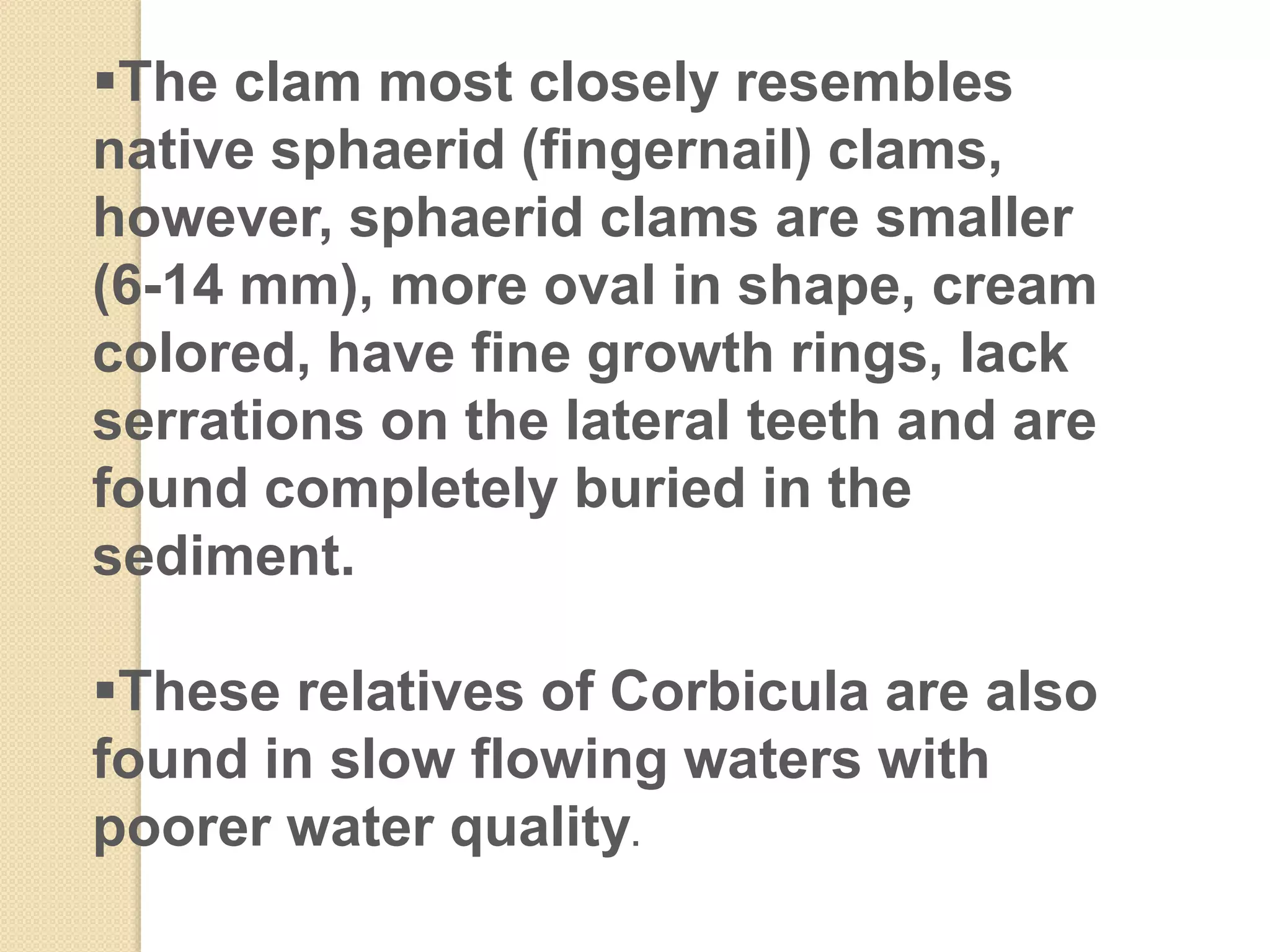 Asian clam breeding | PPTX