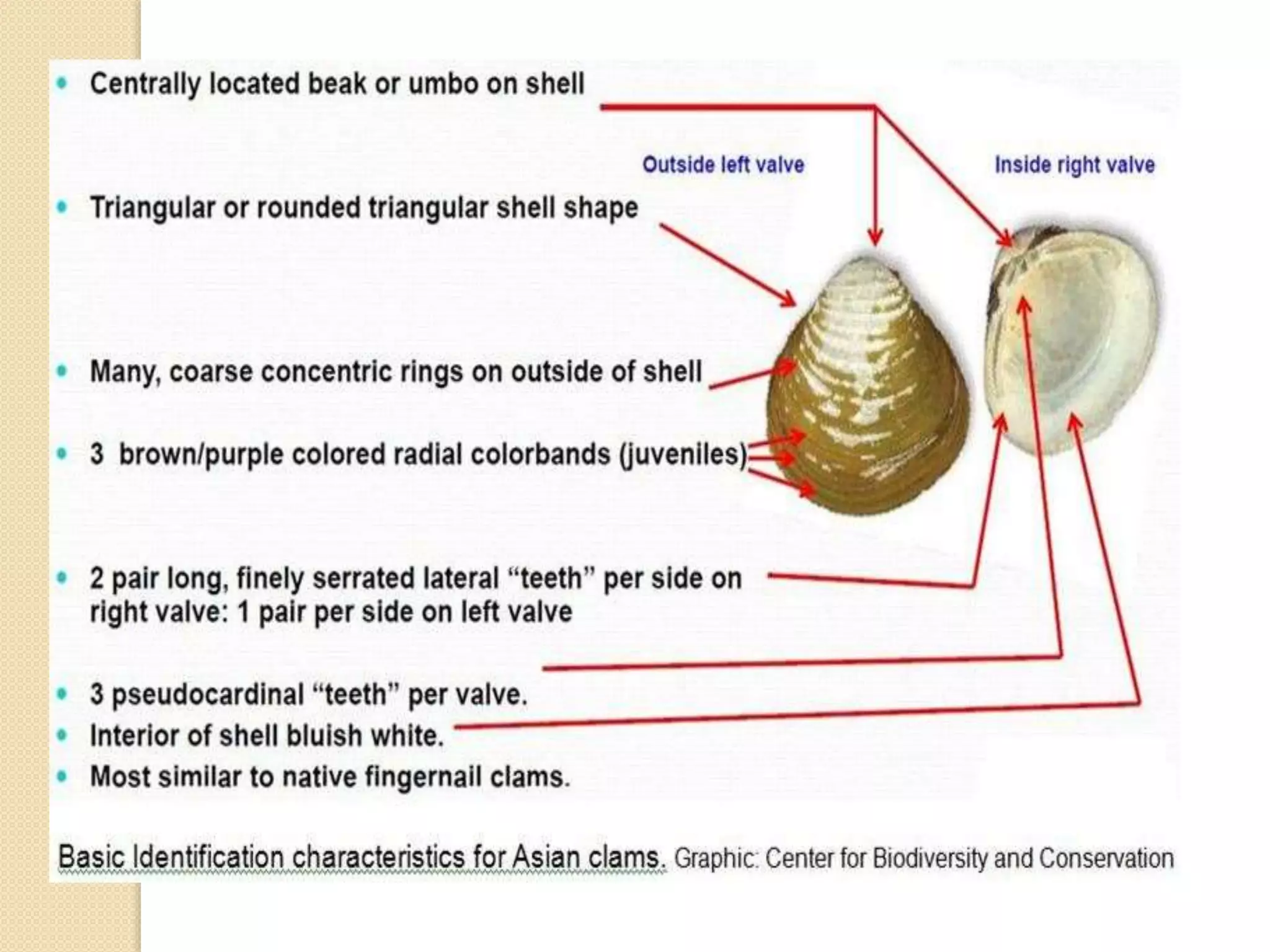 Asian clam breeding | PPTX