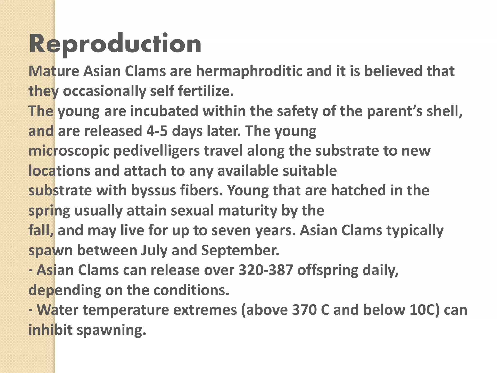 Asian clam breeding | PPTX