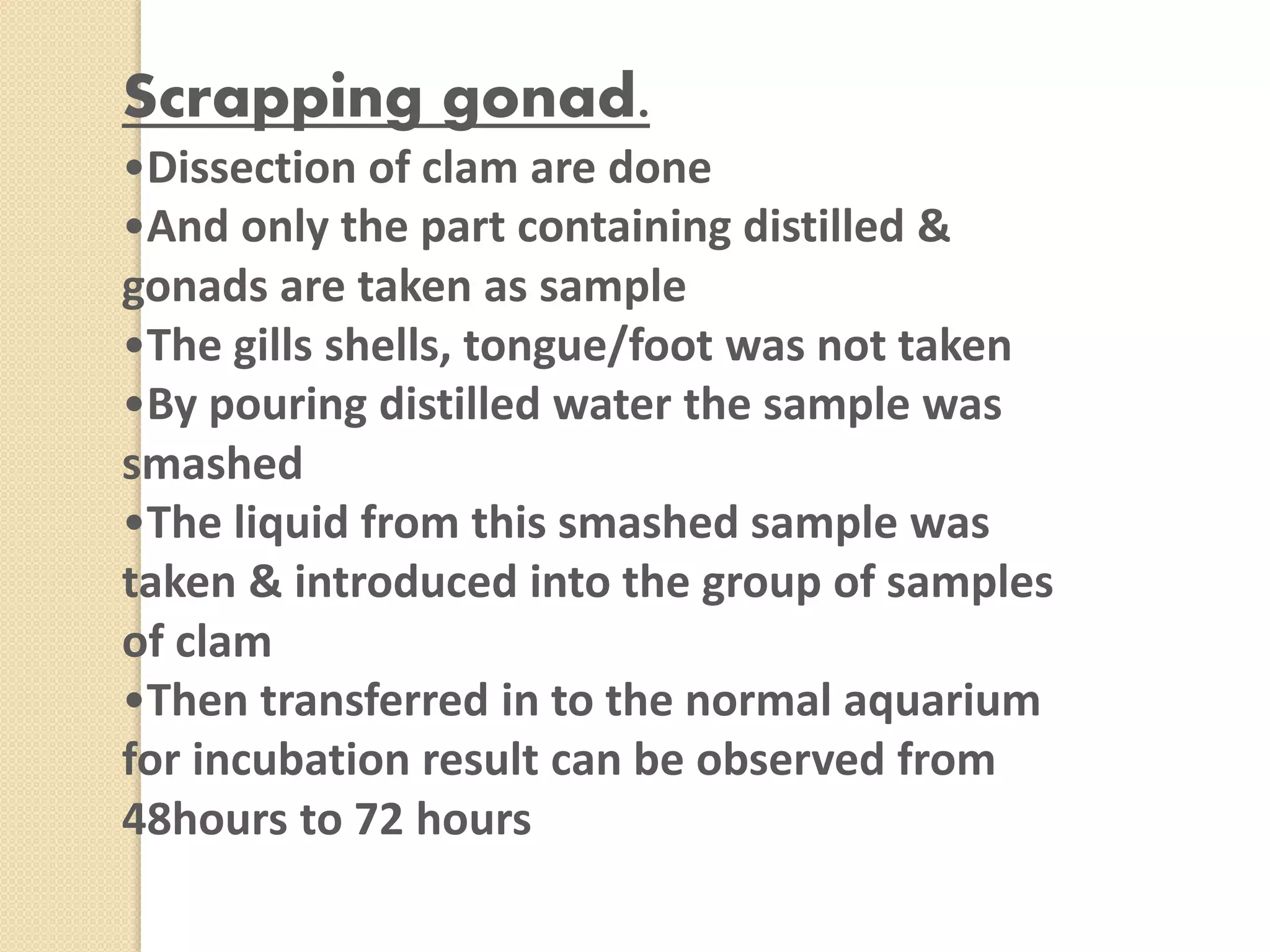 Asian clam breeding | PPTX
