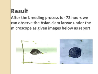 Asian clam breeding | PPTX