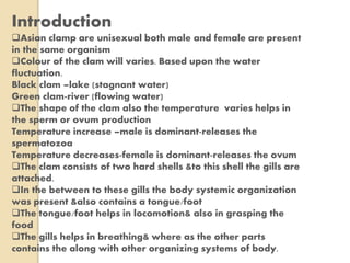 Asian clam breeding | PPTX