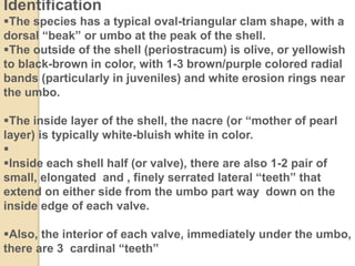 Asian clam breeding | PPTX