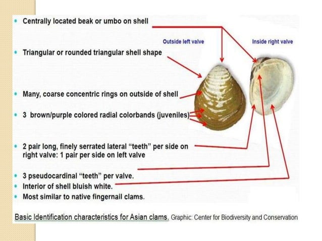 Asian clam breeding | PPTX | Zoos & Aquariums | Attractions