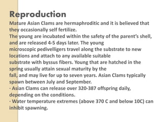 Asian clam breeding | PPTX