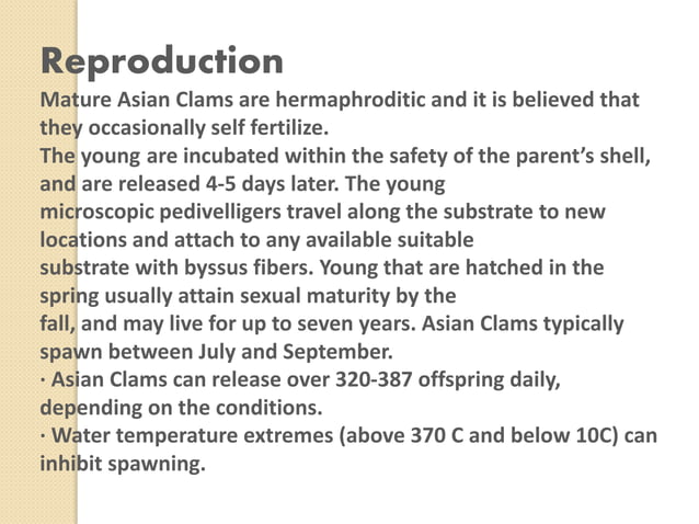 Asian clam breeding | PPTX | Zoos & Aquariums | Attractions