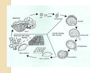 Asian clam breeding | PPTX