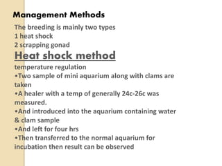 Asian clam breeding | PPTX