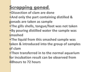 Asian clam breeding | PPTX