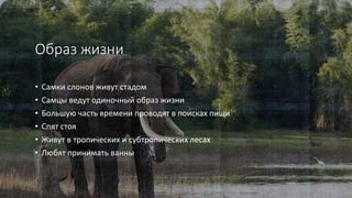 Азиатский слон - Elephas maximus | PPT | Free Download