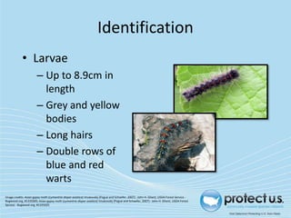 AsianGypsyMoth.pptx