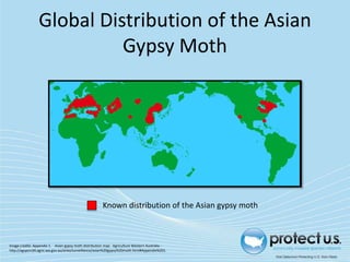 AsianGypsyMoth.pptx | Beekeeping | Hobbies & Interests