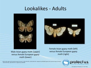 AsianGypsyMoth.pptx