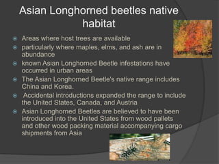 Asian longhorned beetle | PPTX