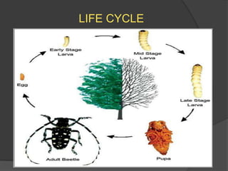 Asian Longhorned Beetle Life Cycle