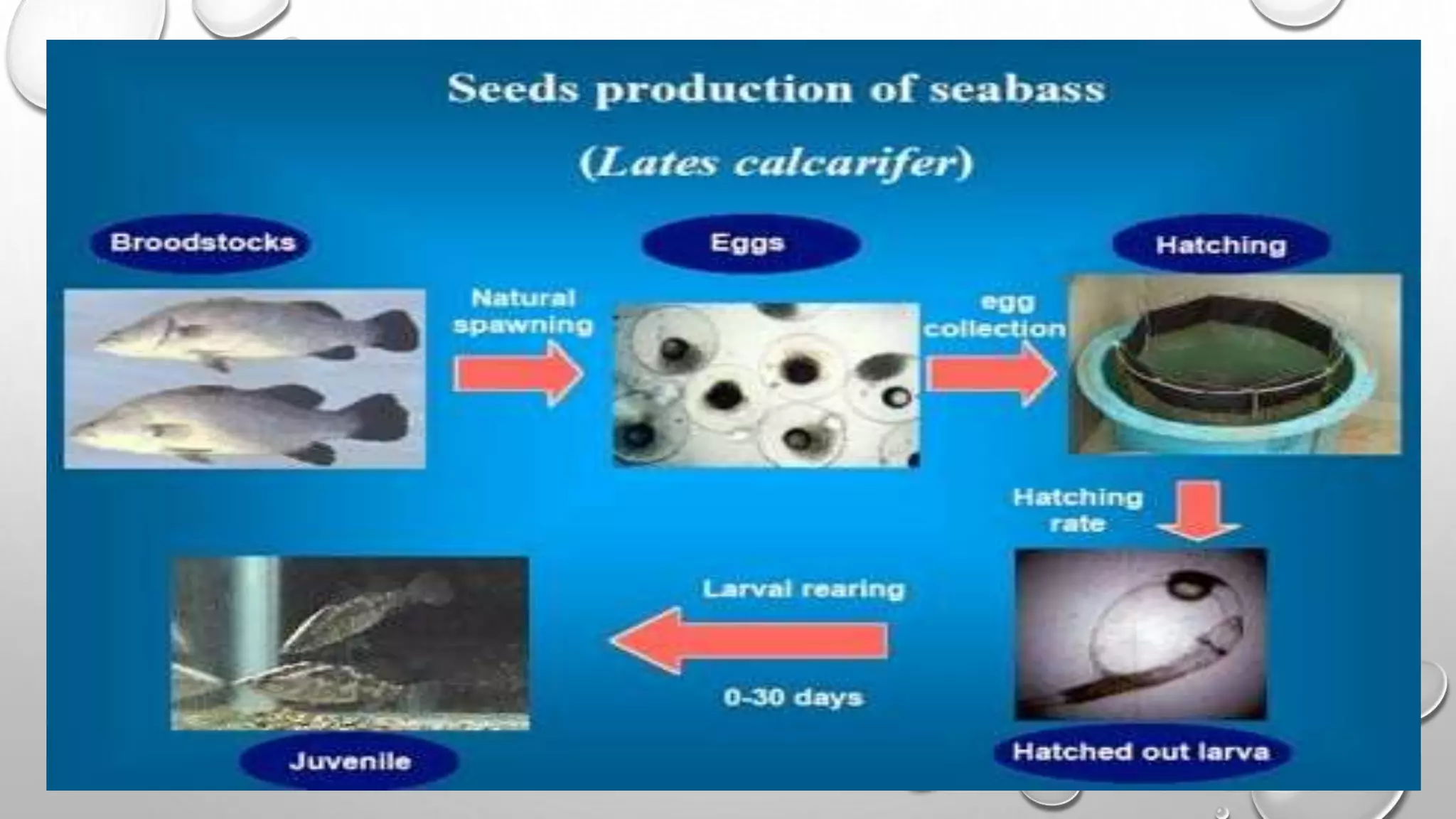 Asian seabass farming ppt | PPTX