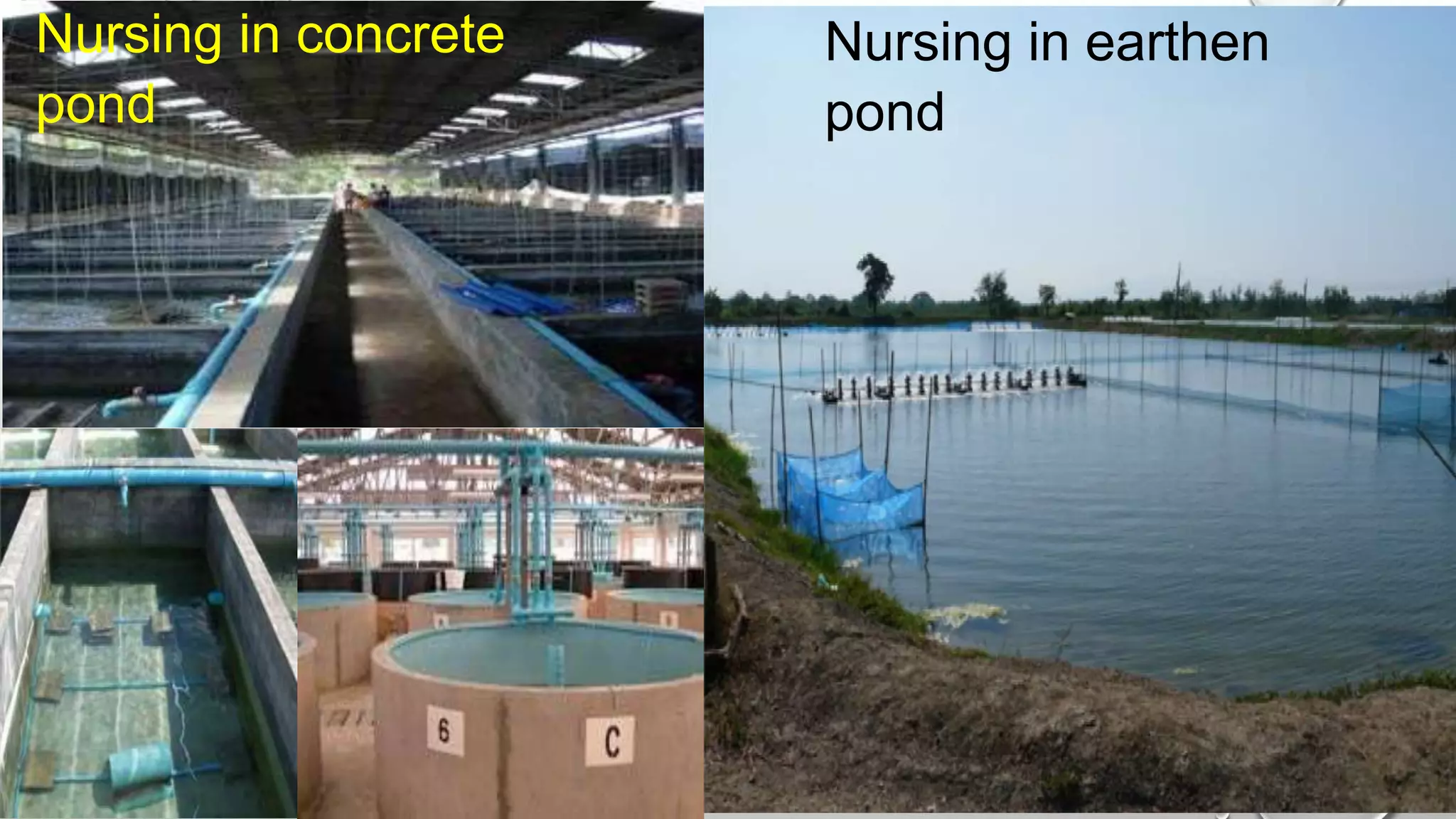 Asian seabass farming ppt | PPTX