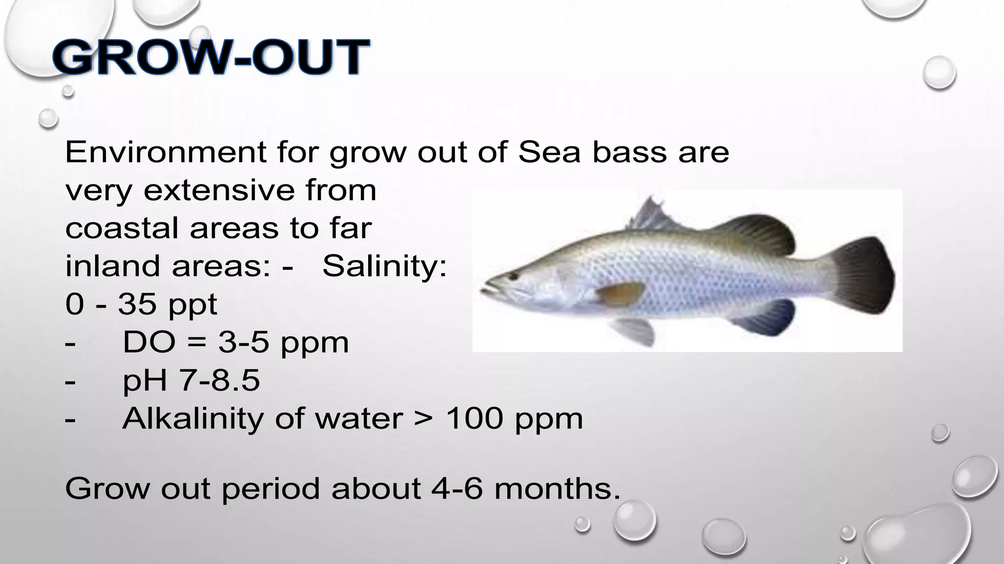 Asian seabass farming ppt | PPTX