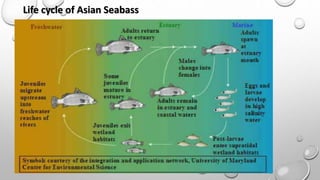 Asian seabass farming ppt | PPTX