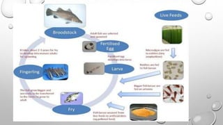 Asian seabass farming ppt | PPTX