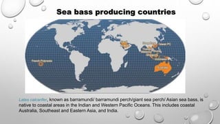 Asian seabass farming ppt | PPTX