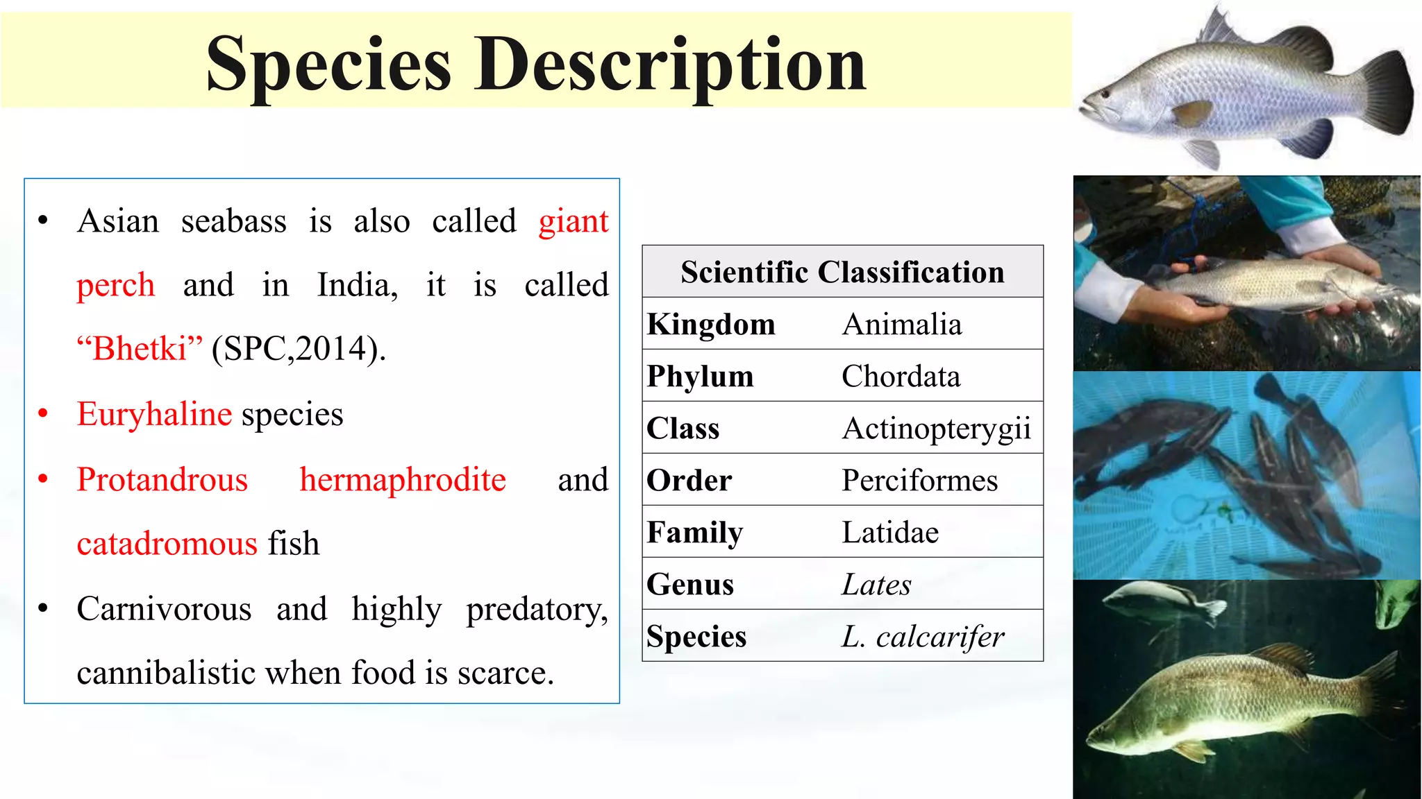 Asian Seabass (Lates calcarifer) Culture.pptx