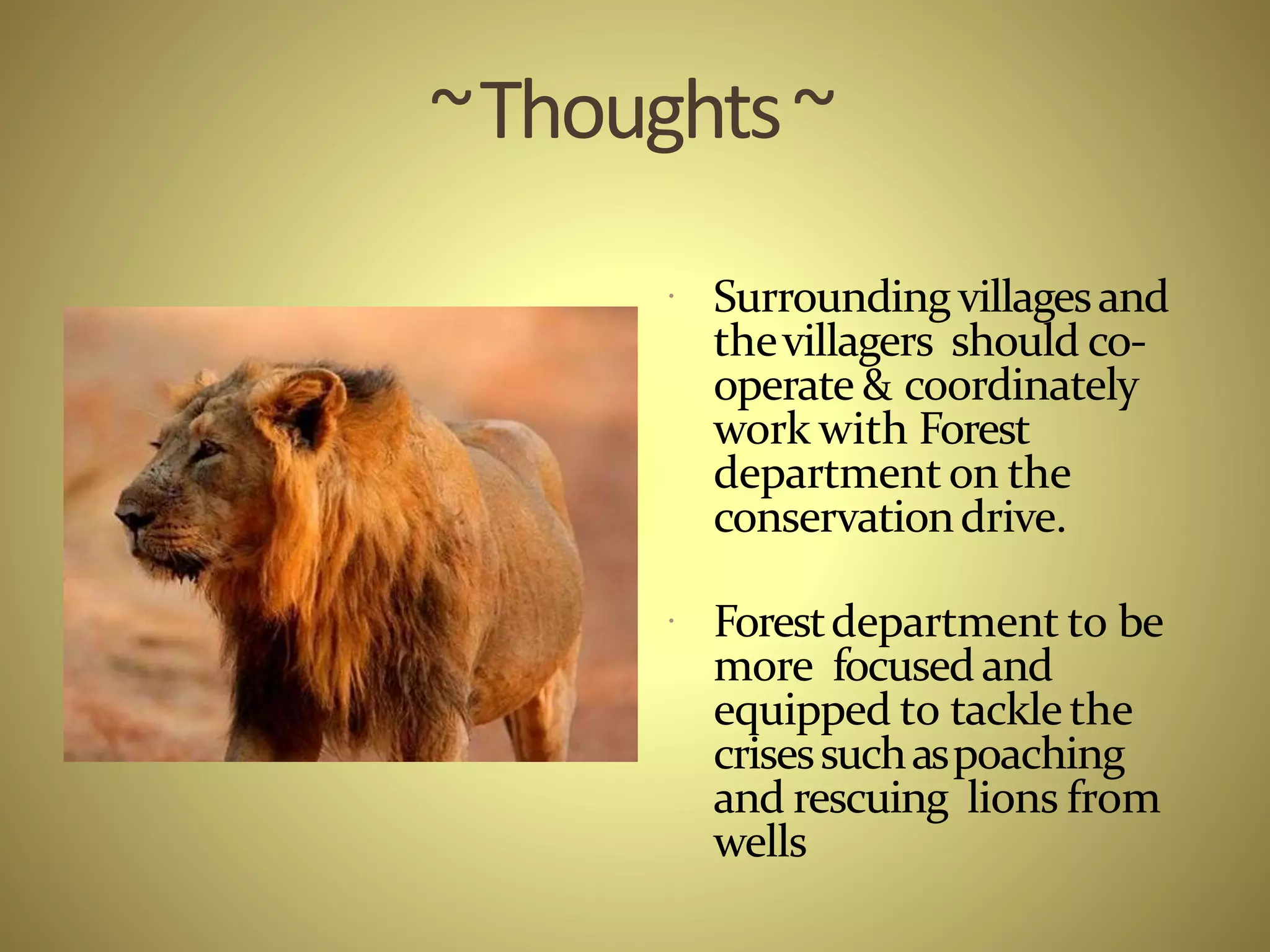 Asiatic lion ppt | PPT