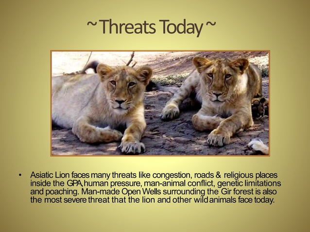 Asiatic lion ppt | PPT