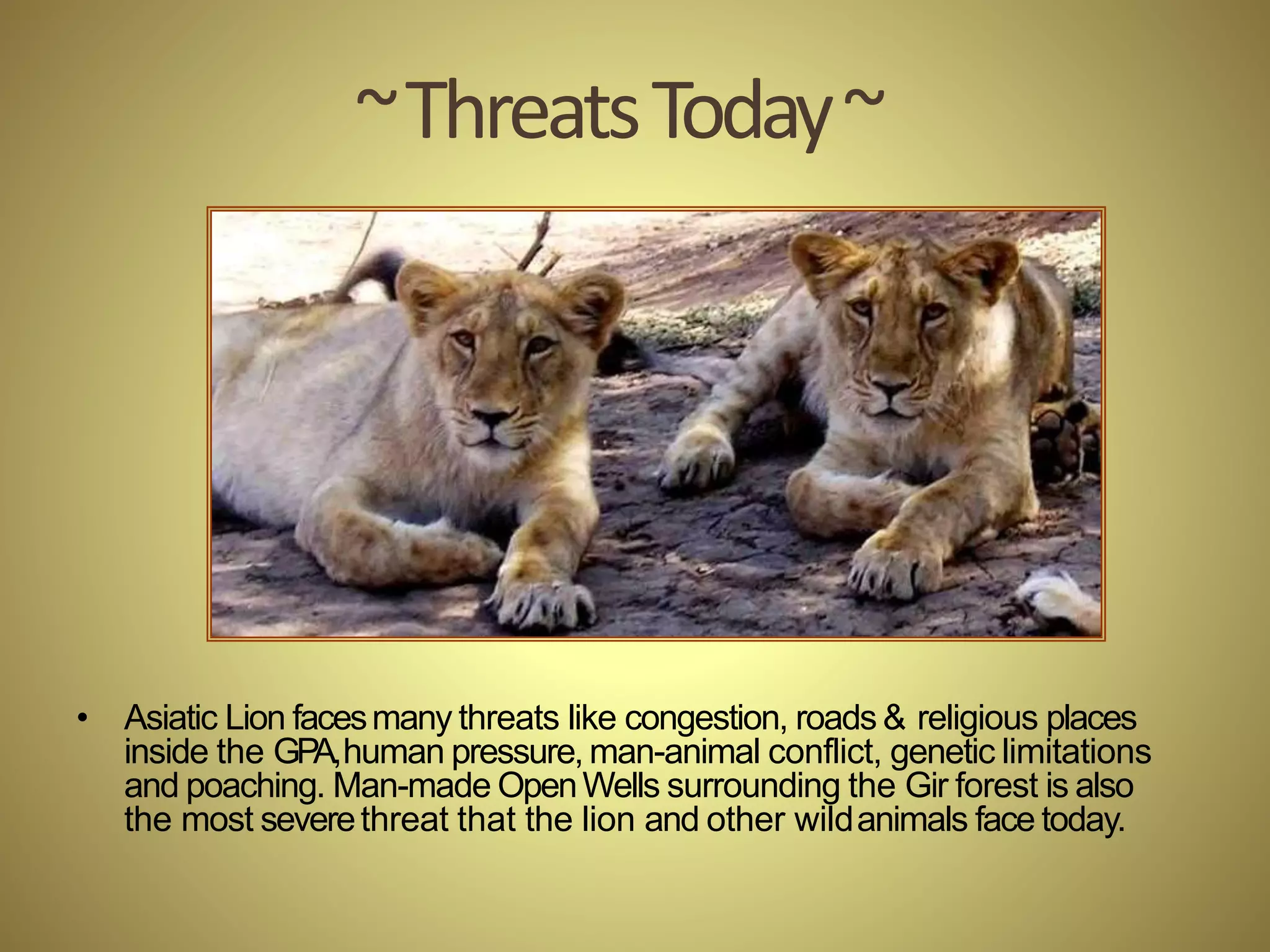 Asiatic lion ppt | PPTX