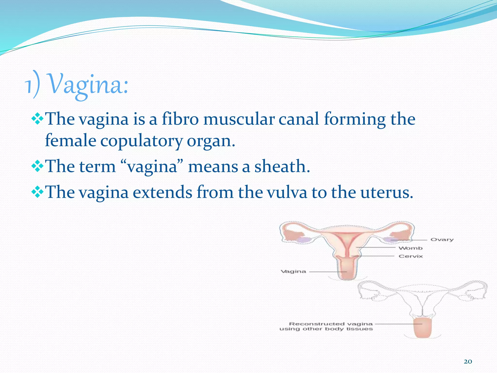 Female Reproductive System | PPTX
