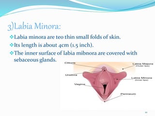 Female Reproductive System | PPTX