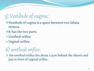 Female Reproductive System | PPTX