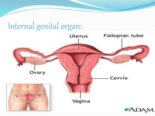 Female Reproductive System | PPT