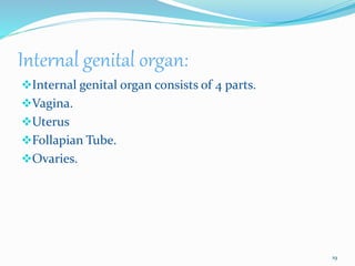 Female Reproductive System | PPTX