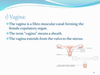 Female Reproductive System | PPTX
