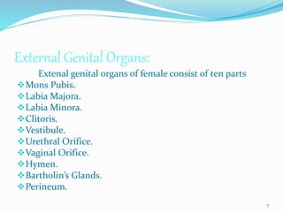 Female Reproductive System | PPTX