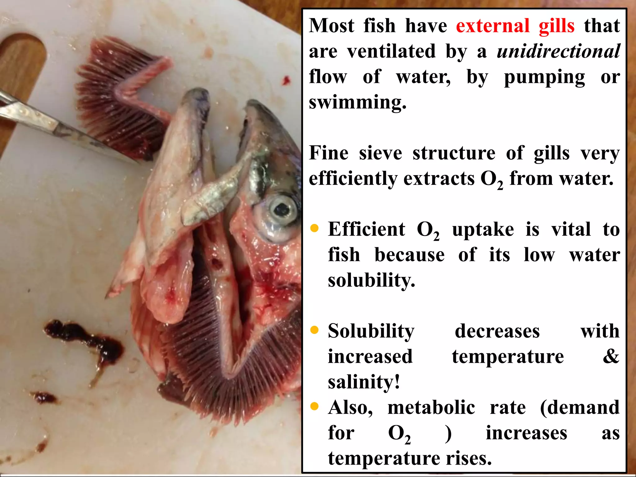 fish RESPIRATION.ppt