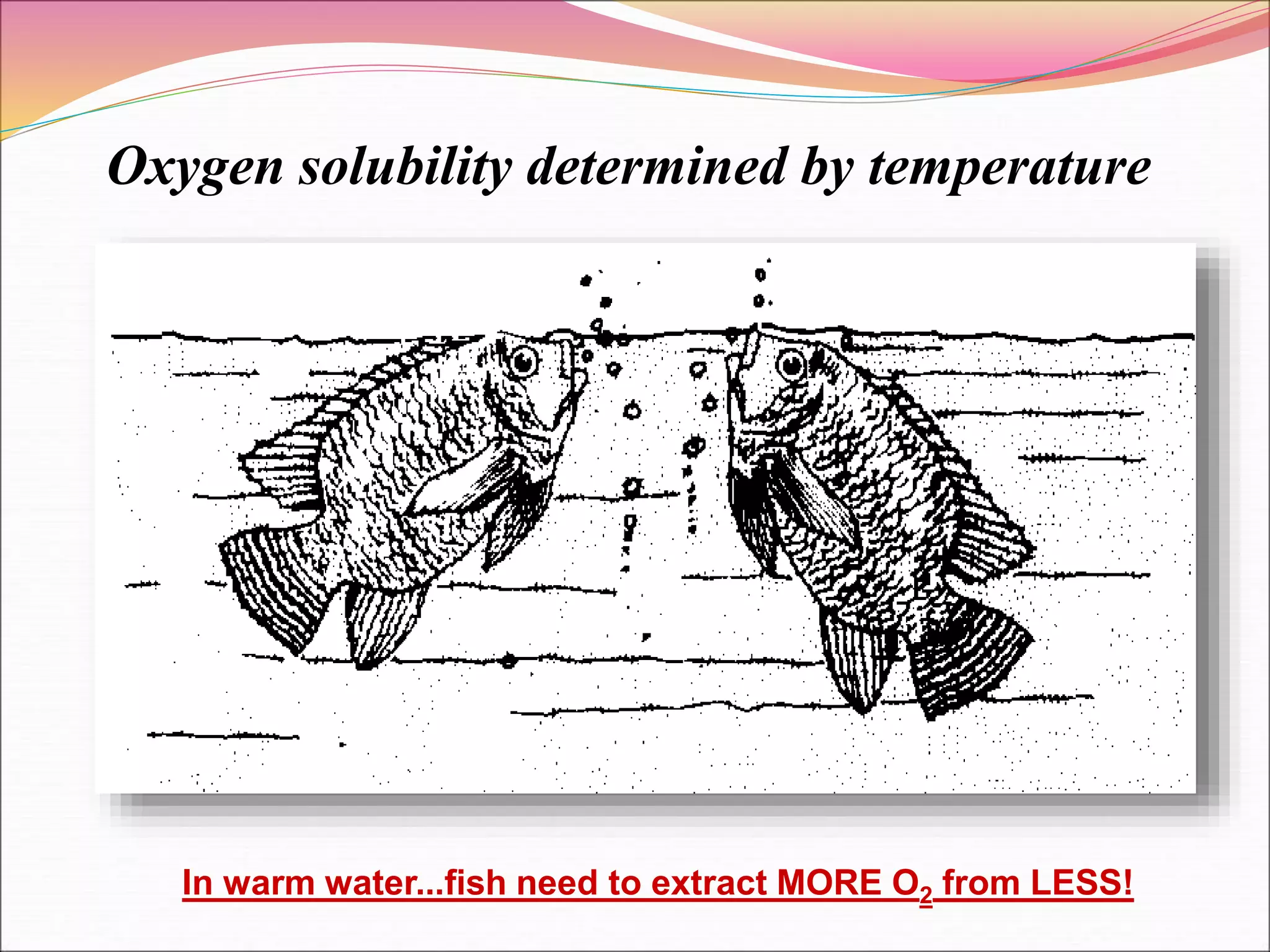 fish RESPIRATION.ppt