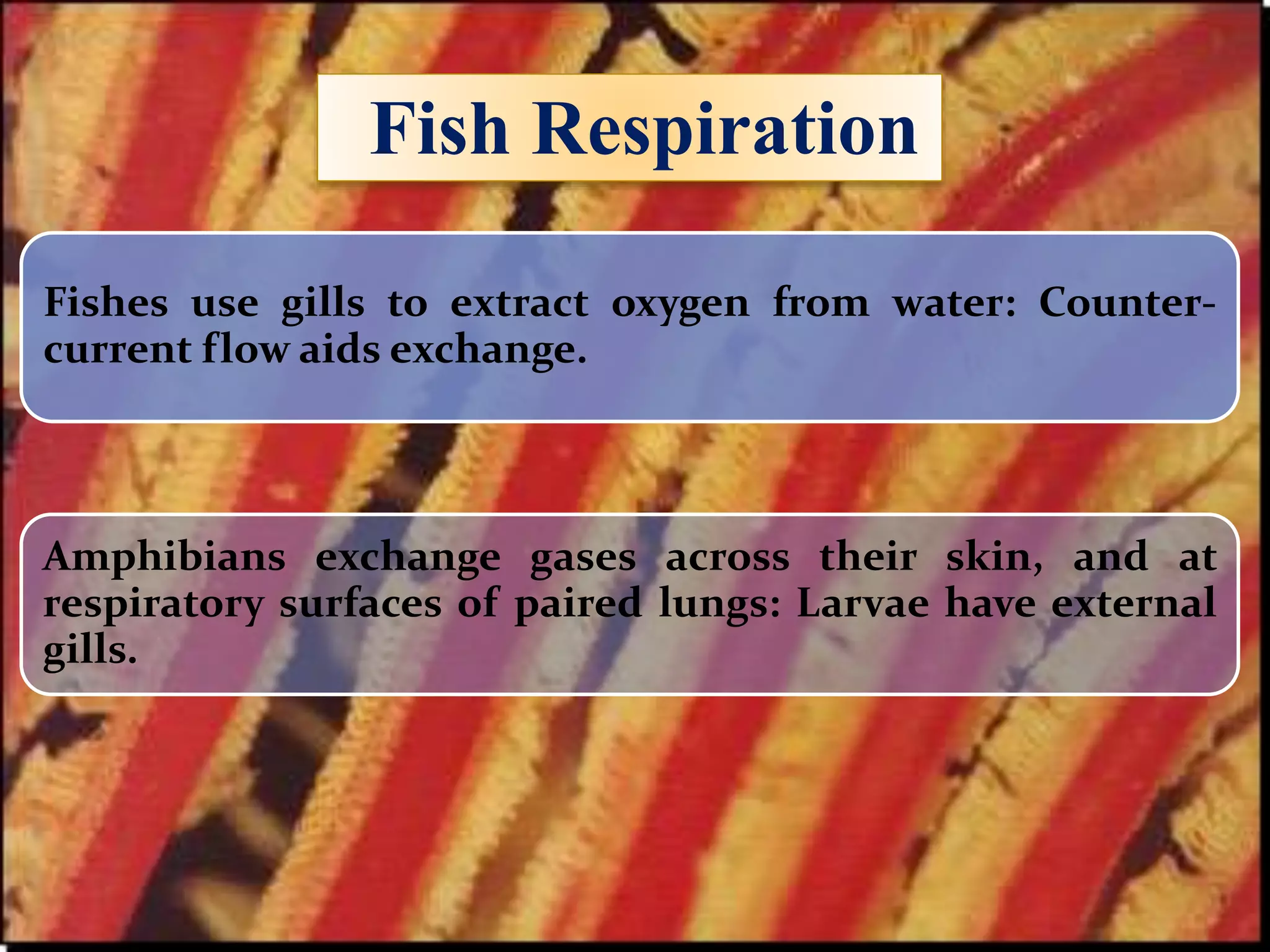 fish RESPIRATION.ppt