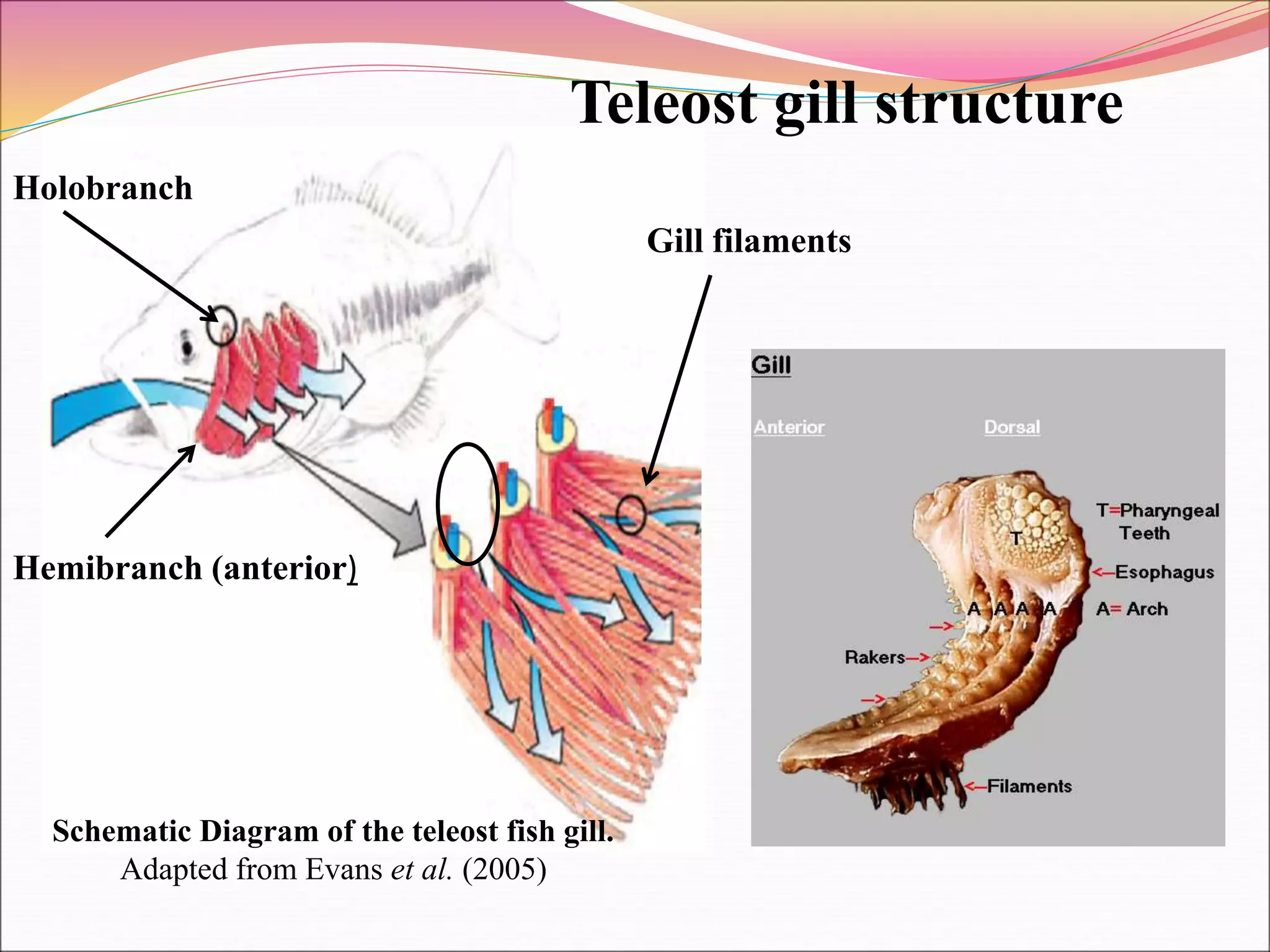 fish RESPIRATION.ppt