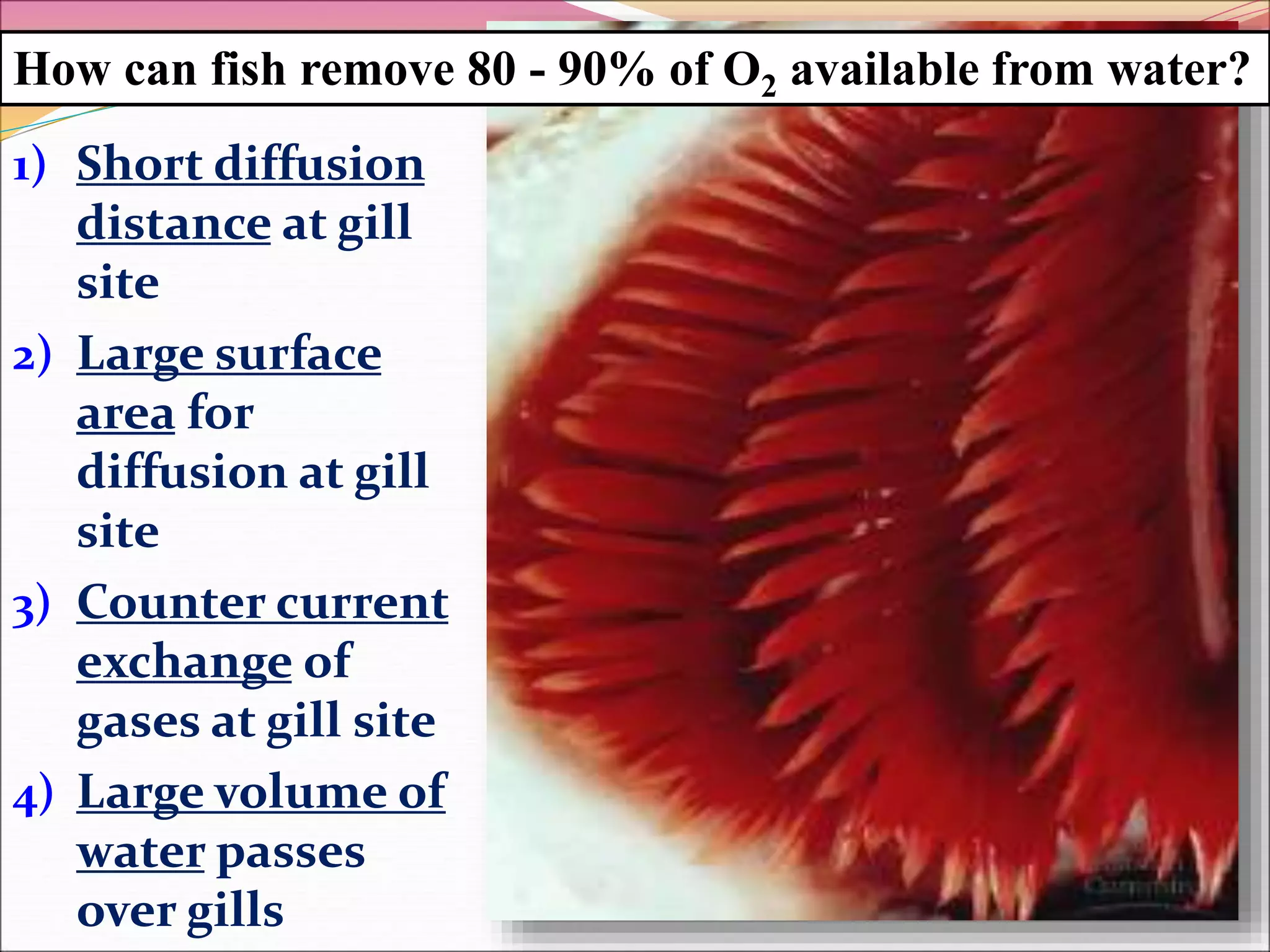 fish RESPIRATION.ppt