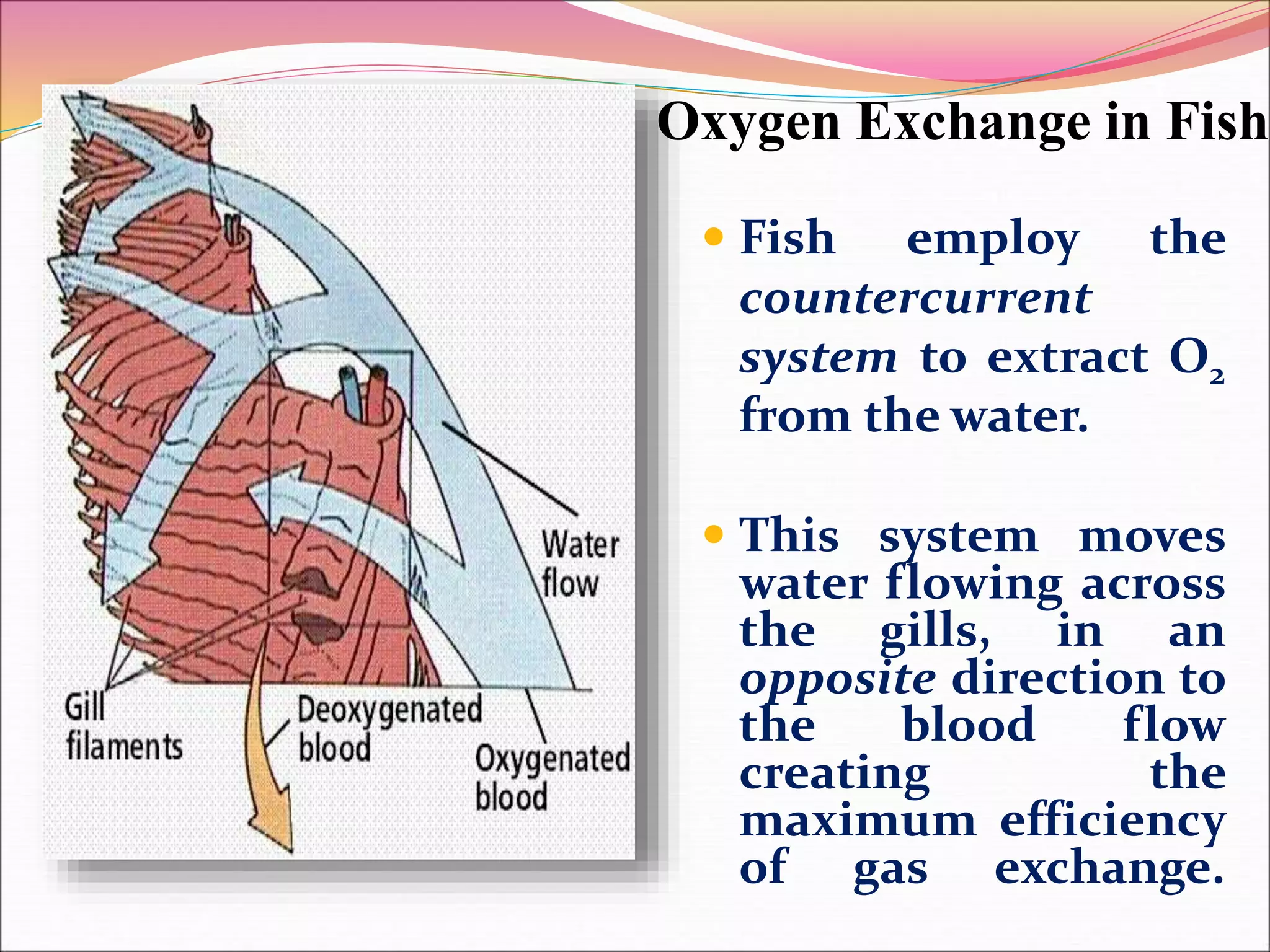 fish RESPIRATION.ppt