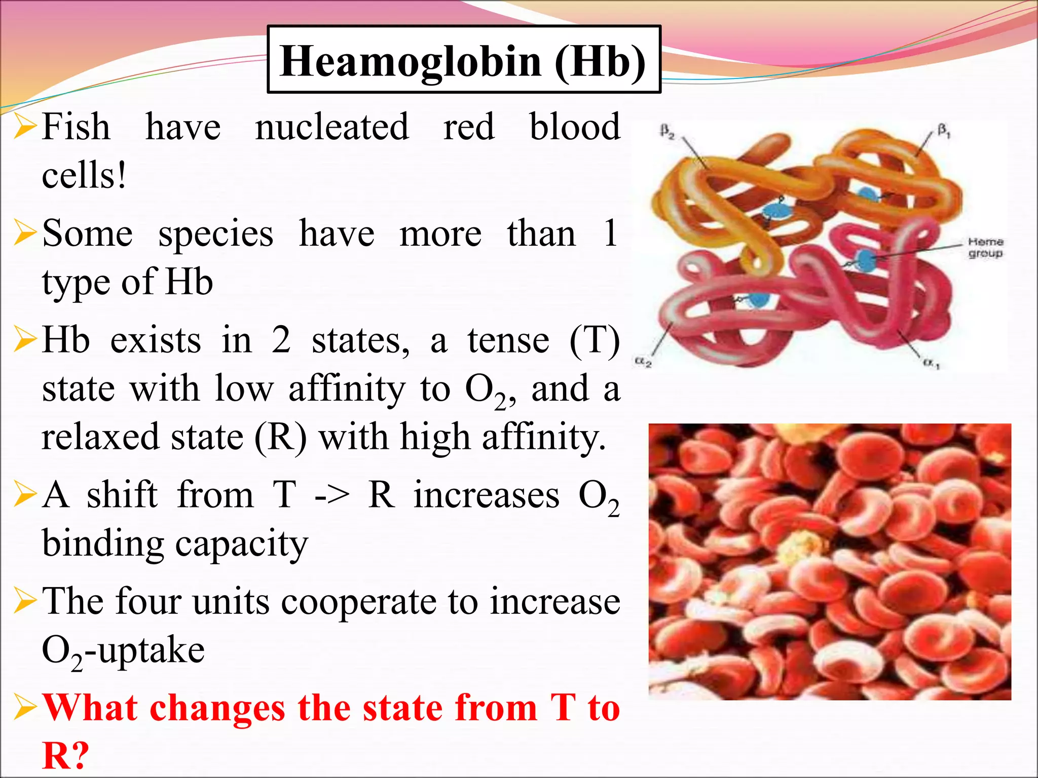 fish RESPIRATION.ppt