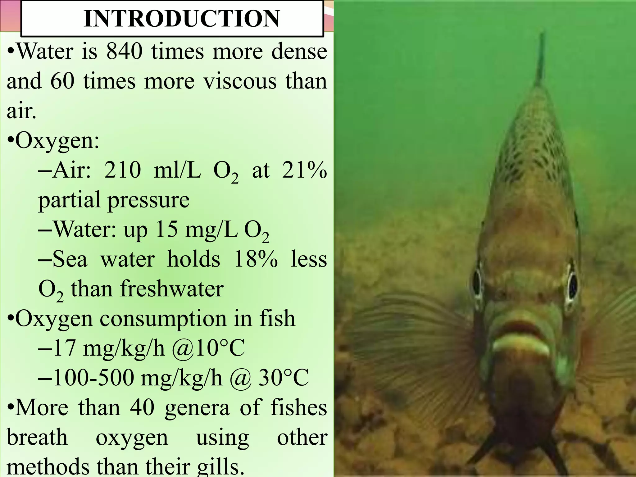 fish RESPIRATION.ppt