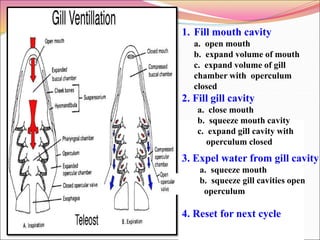 fish RESPIRATION.ppt