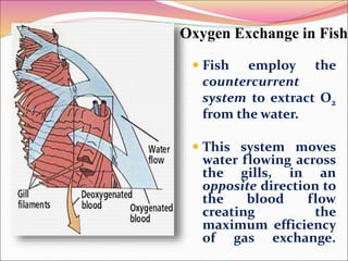 fish RESPIRATION.ppt