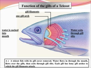 fish RESPIRATION.ppt