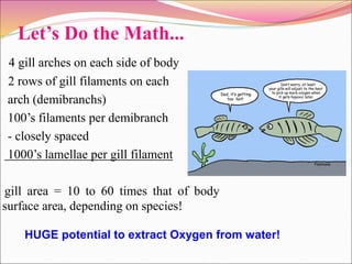 fish RESPIRATION.ppt