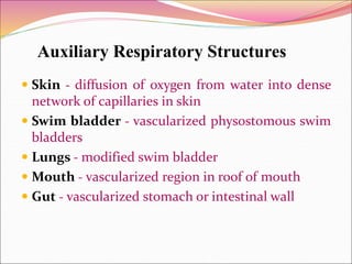 fish RESPIRATION.ppt
